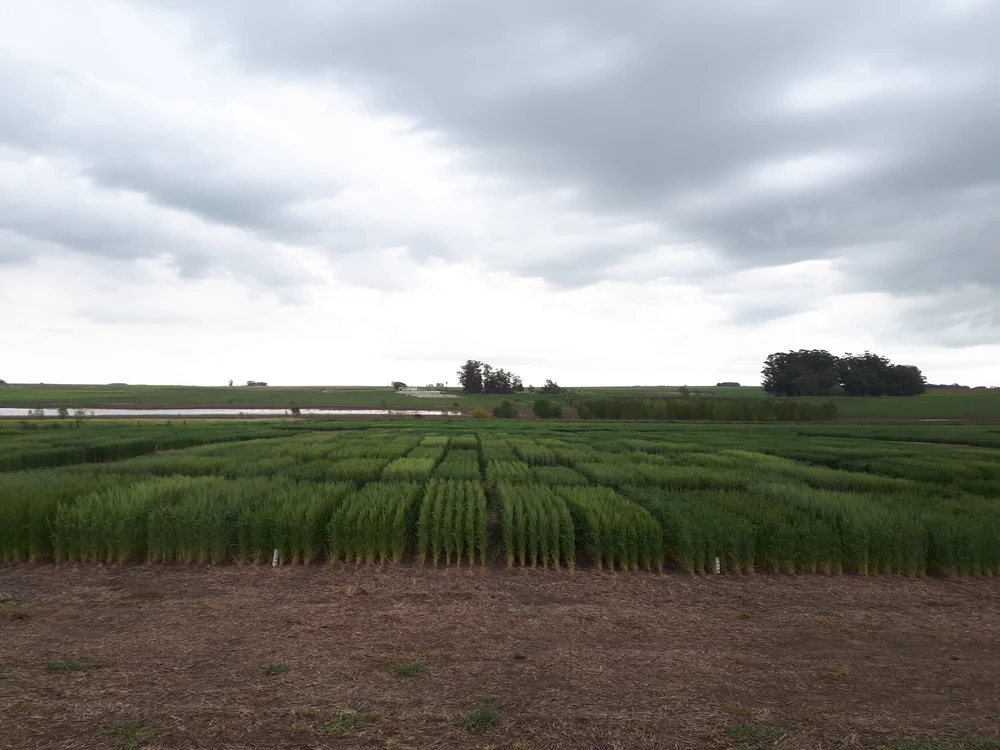 Wheat Field Photo Shoot
