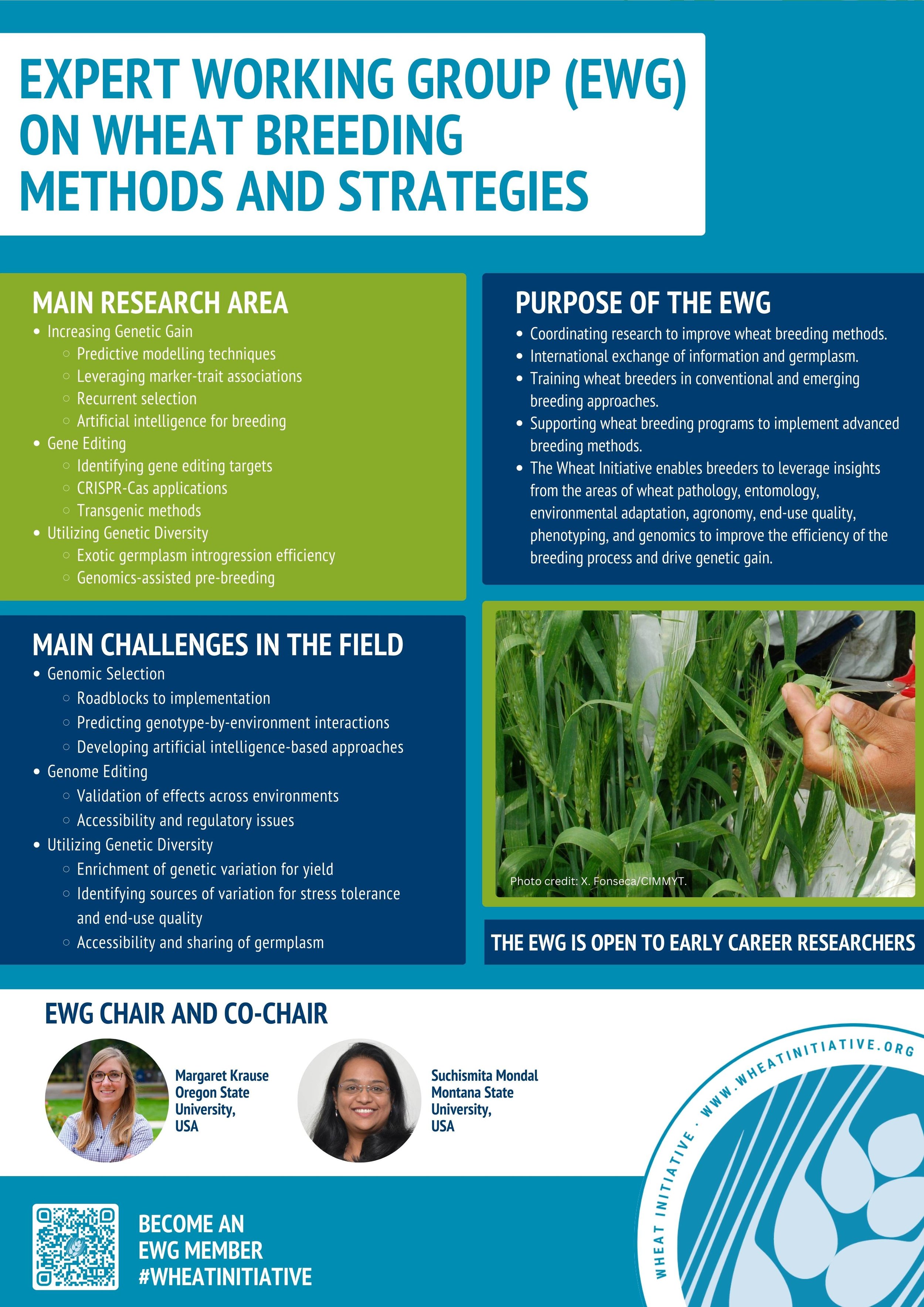 EWG BREEDING — Wheat initiative