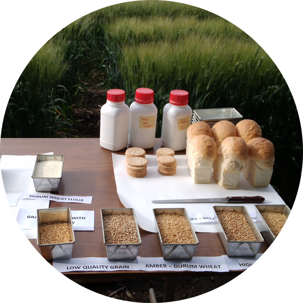 EWG QUALITY — Wheat initiative
