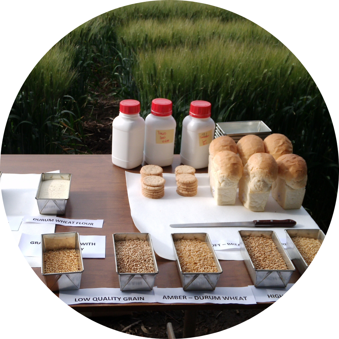 EWG QUALITY — Wheat initiative