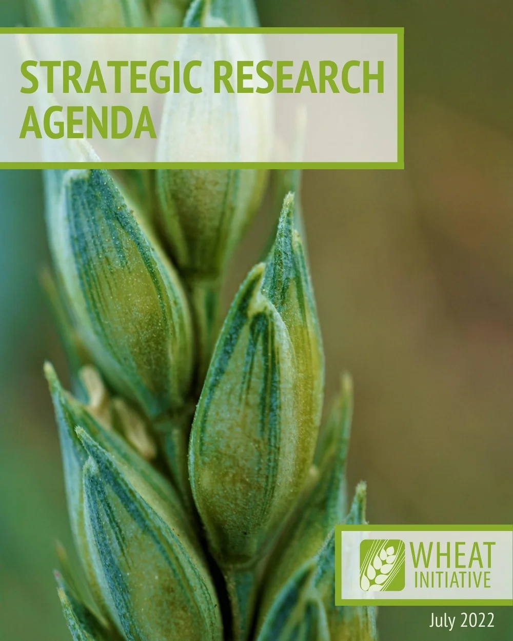 Wheat initiative