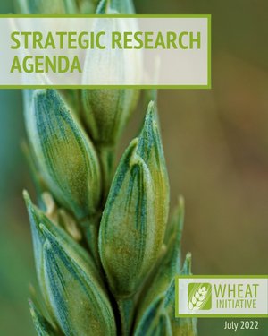 Wheat initiative