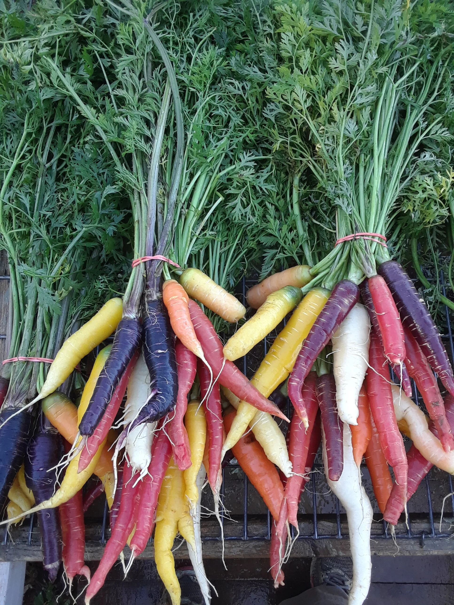 Shop — Flying Carrot Farm