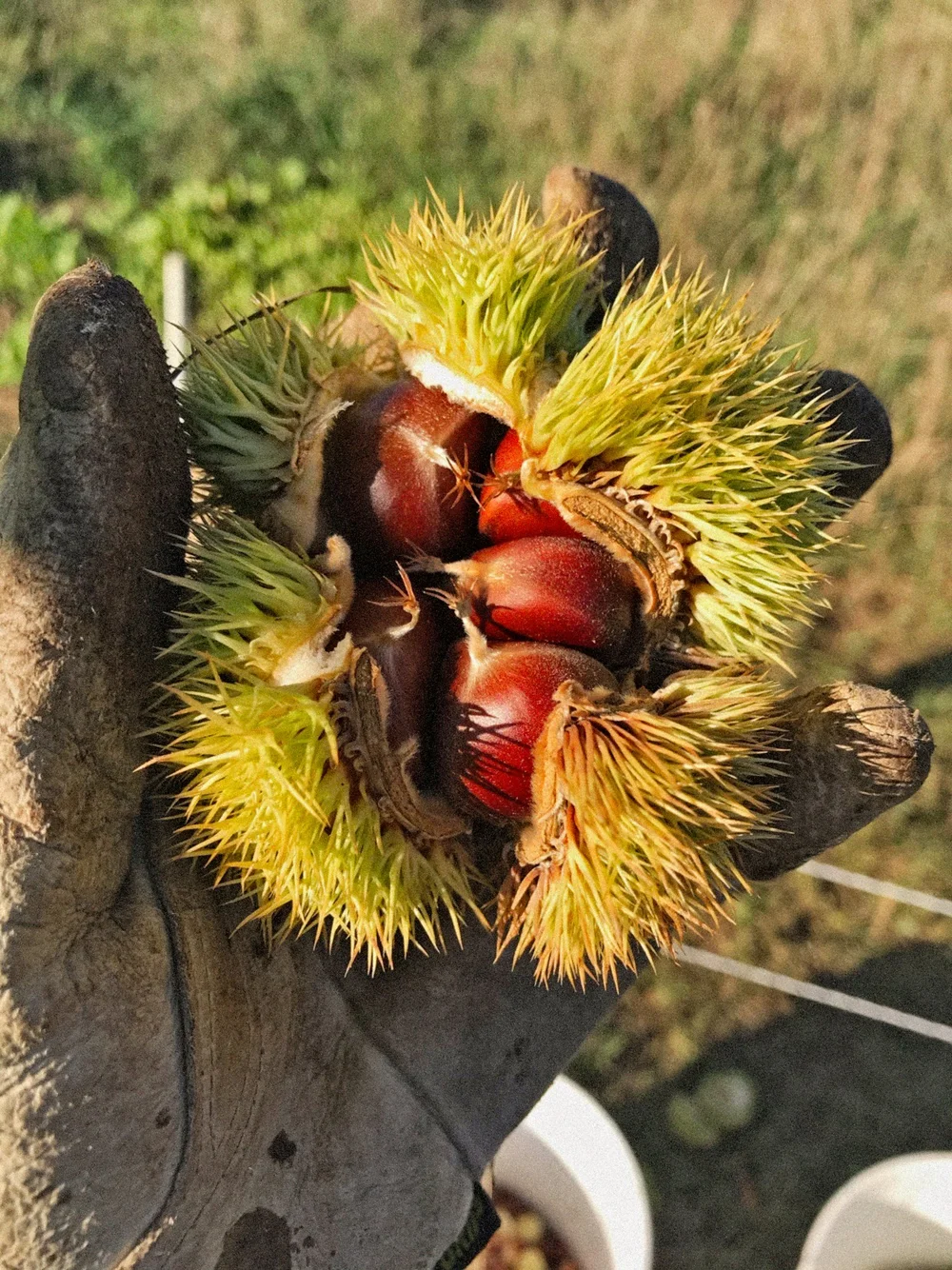 Storing & Cooking Chestnuts — Breadtree Farms