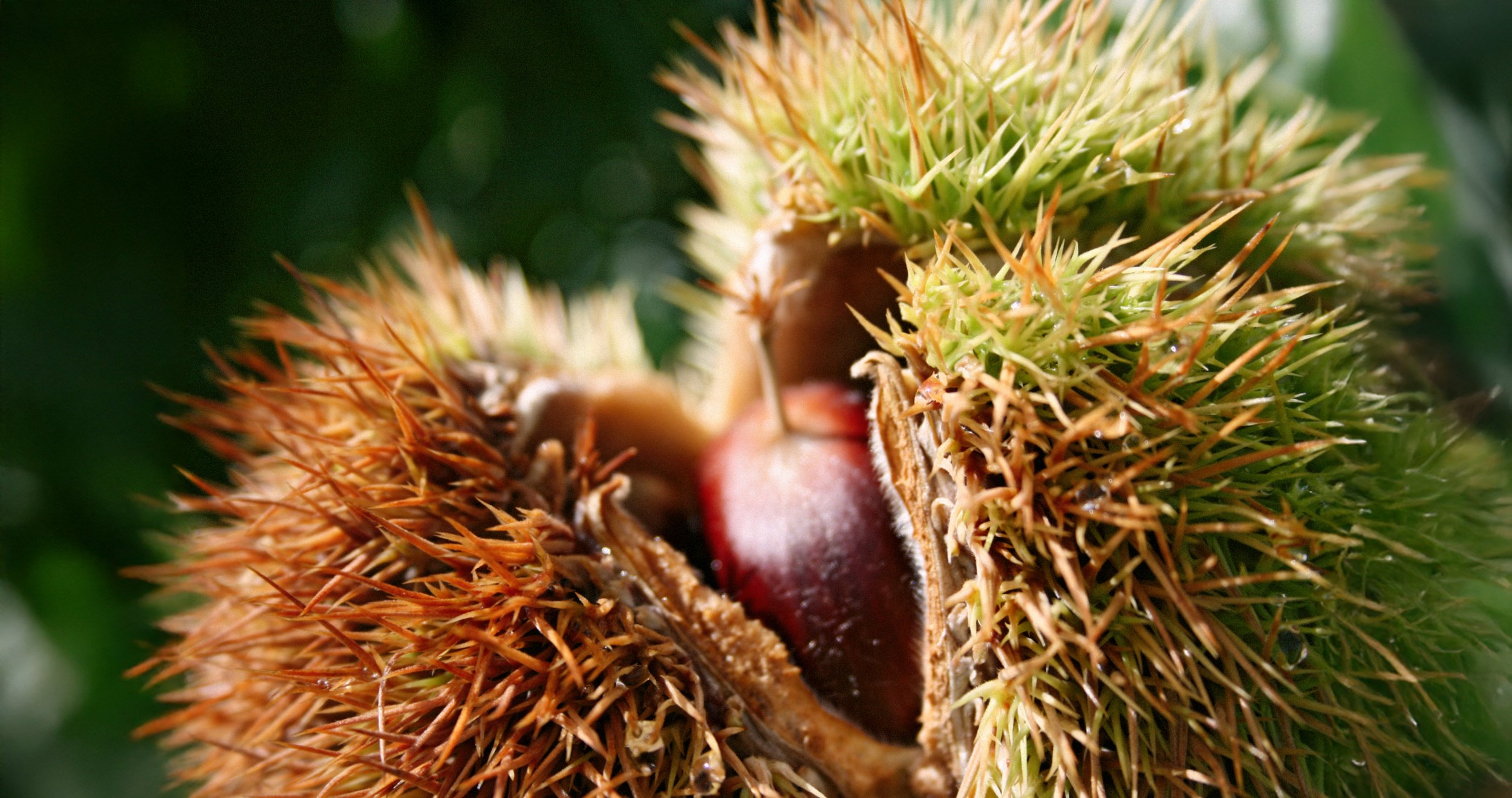 Expanding the Market for Organic Chestnuts in the Northeast U.S ...
