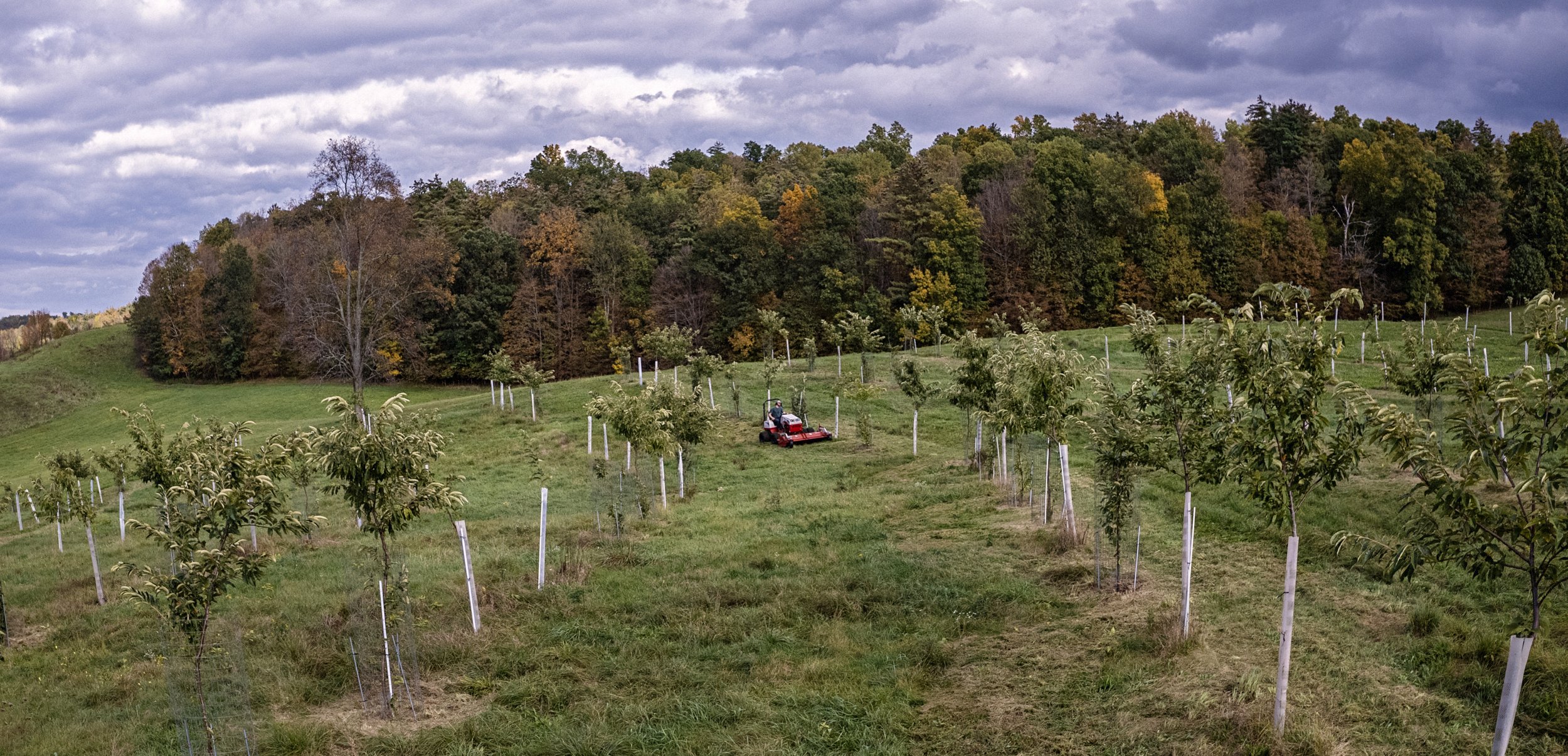 Expanding the Market for Organic Chestnuts in the Northeast U.S ...