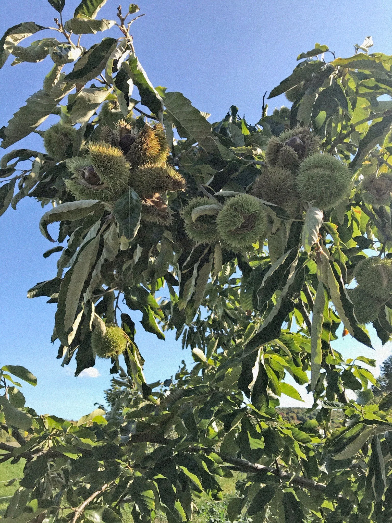 Why Chestnuts? — Breadtree Farms