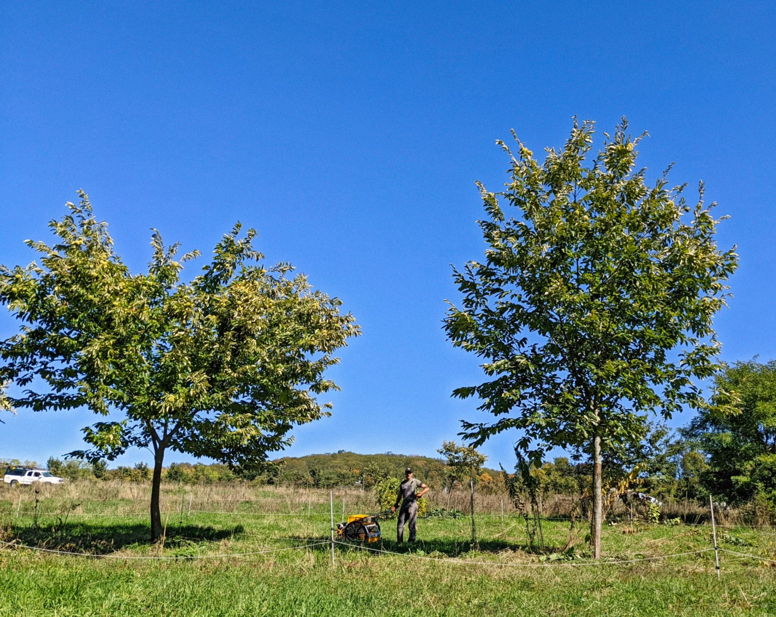 Expanding the Market for Organic Chestnuts in the Northeast U.S ...