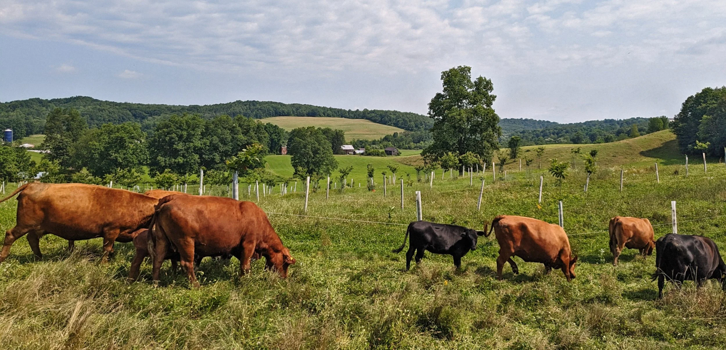 Expanding the Market for Organic Chestnuts in the Northeast U.S ...