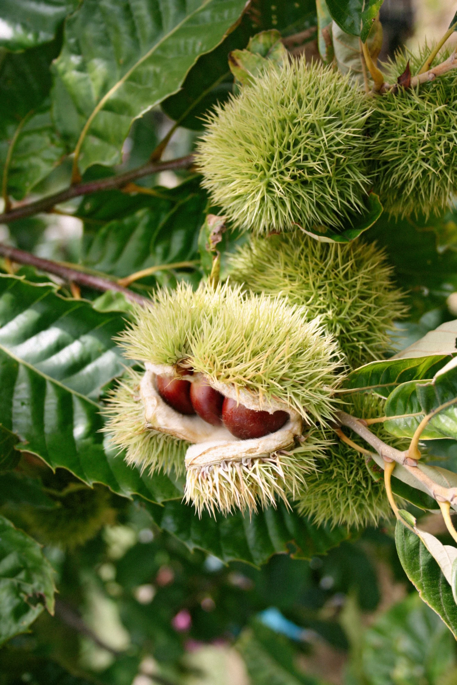 Storing & Cooking Chestnuts — Breadtree Farms