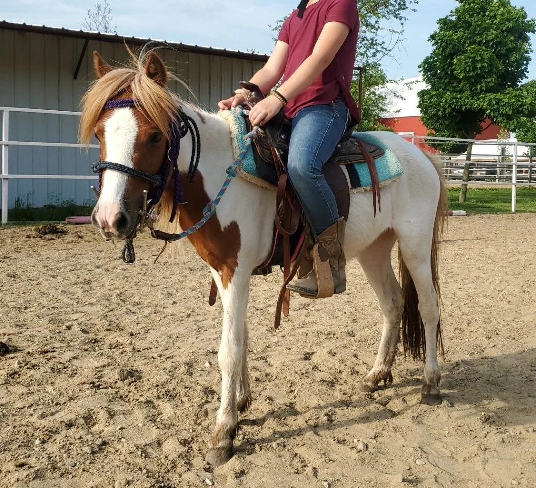 For Sale — Sarah Parks Horsemanship