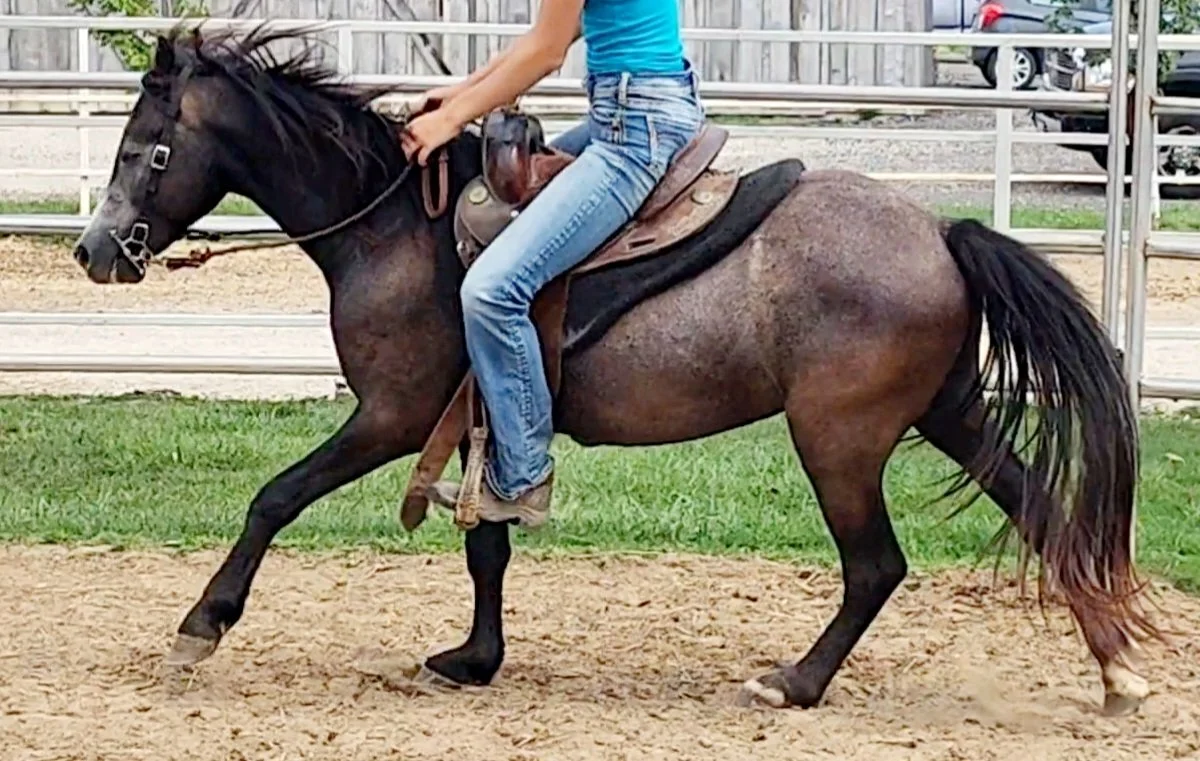 For Sale — Sarah Parks Horsemanship