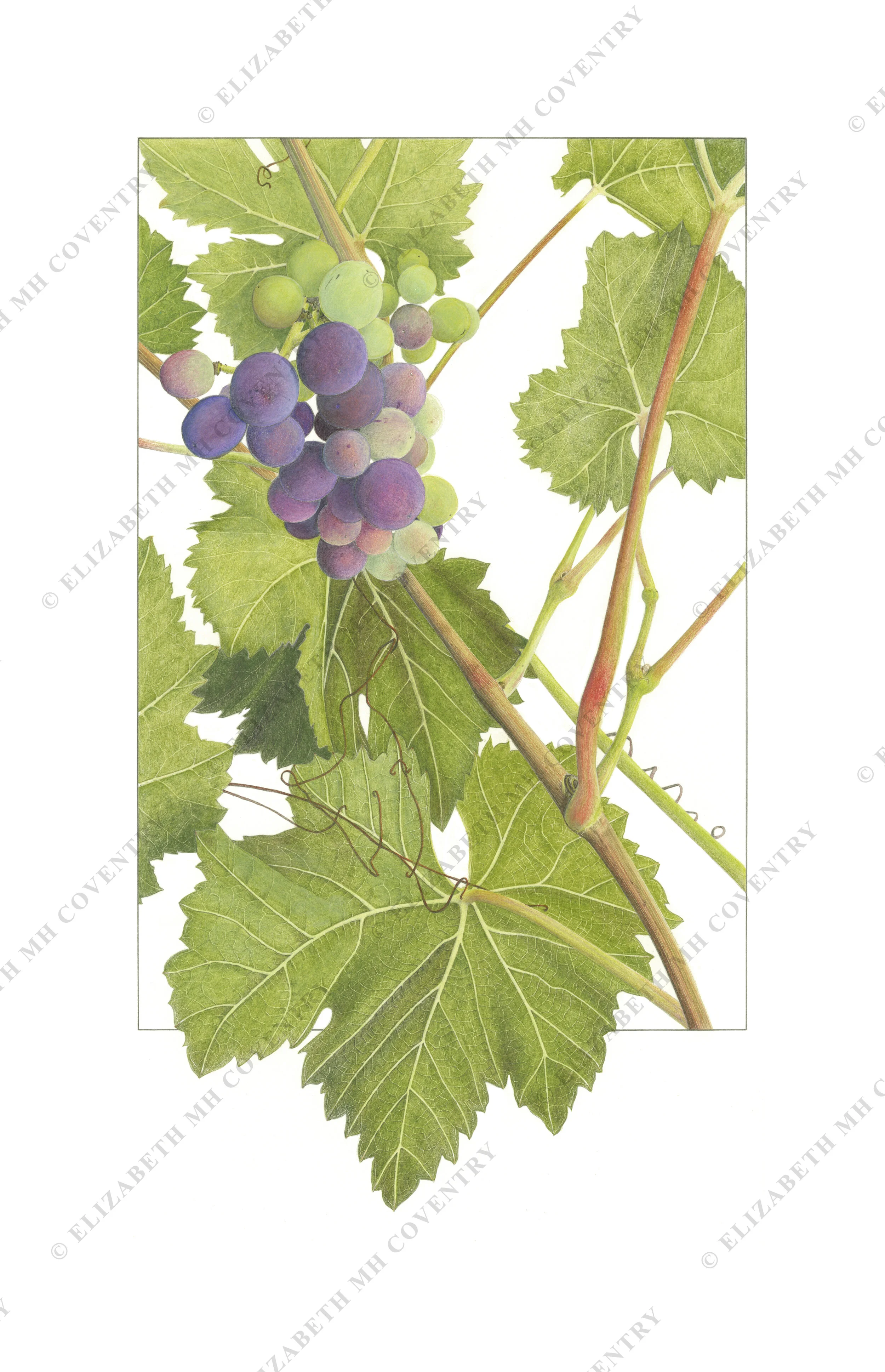 Elizabeth MH Coventry