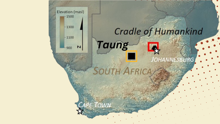 Taung Child — HERI - Human Evolution Research Institute
