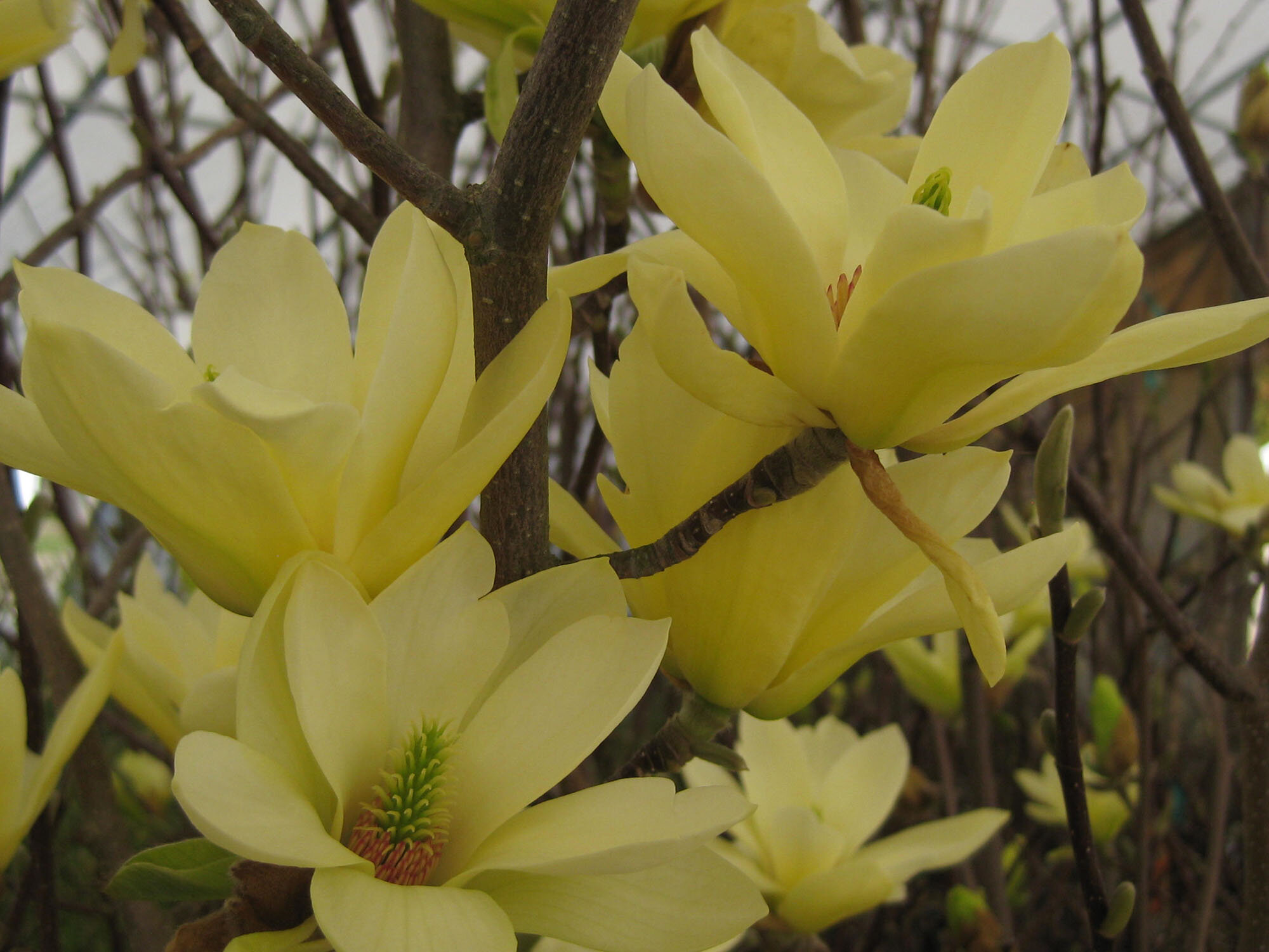 Great Yellow Magnolias — The Swarthmorean