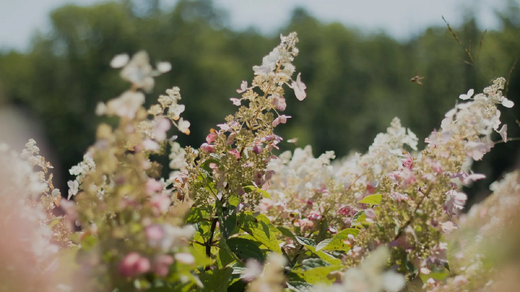 Landscape Design in Bernardsville, NJ | BTS Landscaping