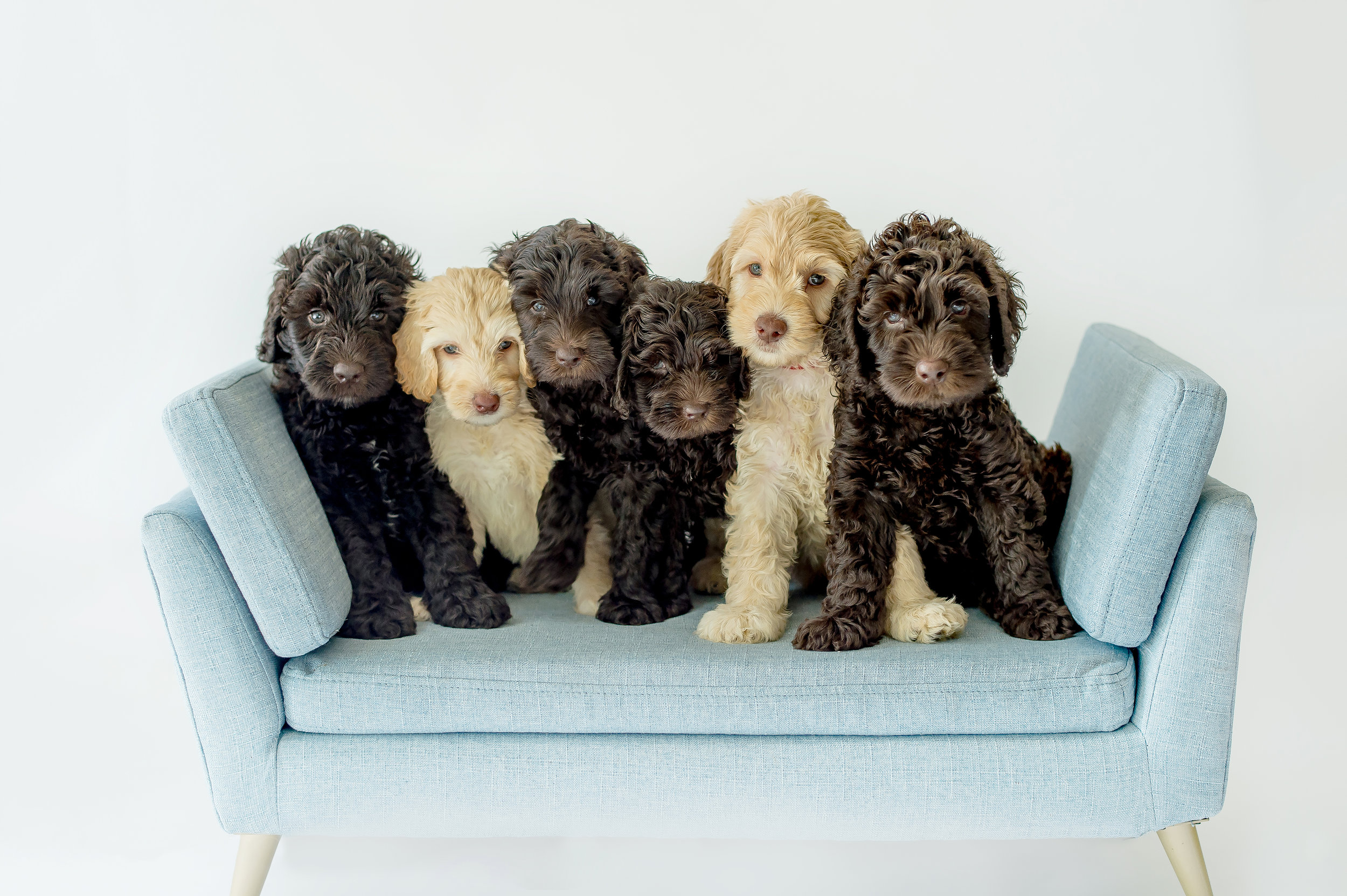 Trinity Doodles - Australian Labradoodle Puppies For Sale In Orlando ...