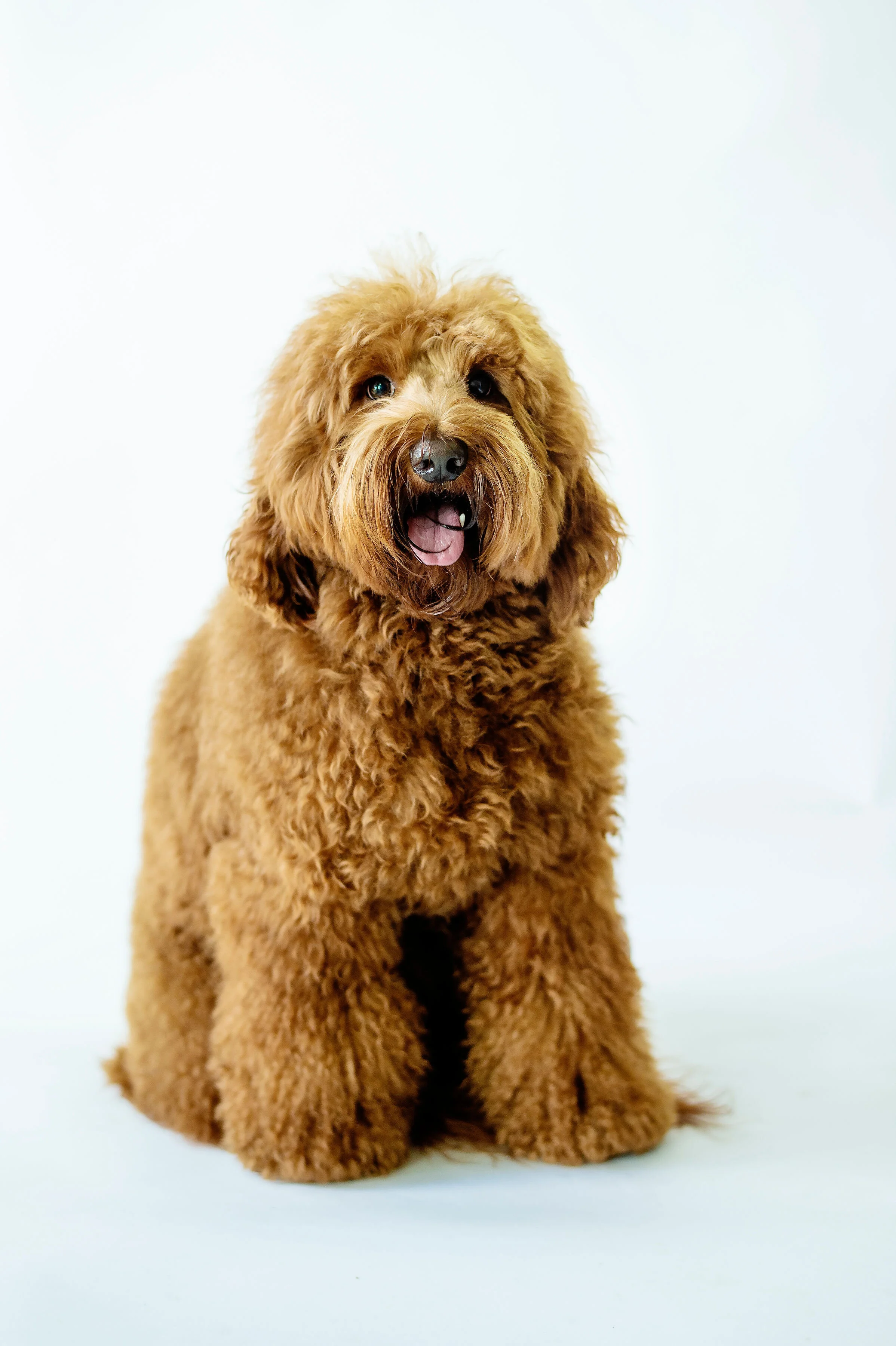 Our boys - Australian Labradoodle Puppies For Sale In Orlando, Florida ...