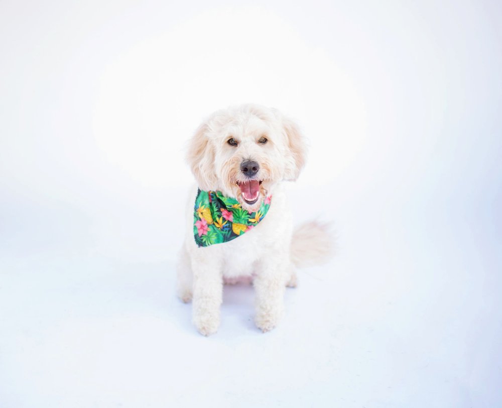 Our Girls - Australian Labradoodle Puppies For Sale In Orlando, Florida ...
