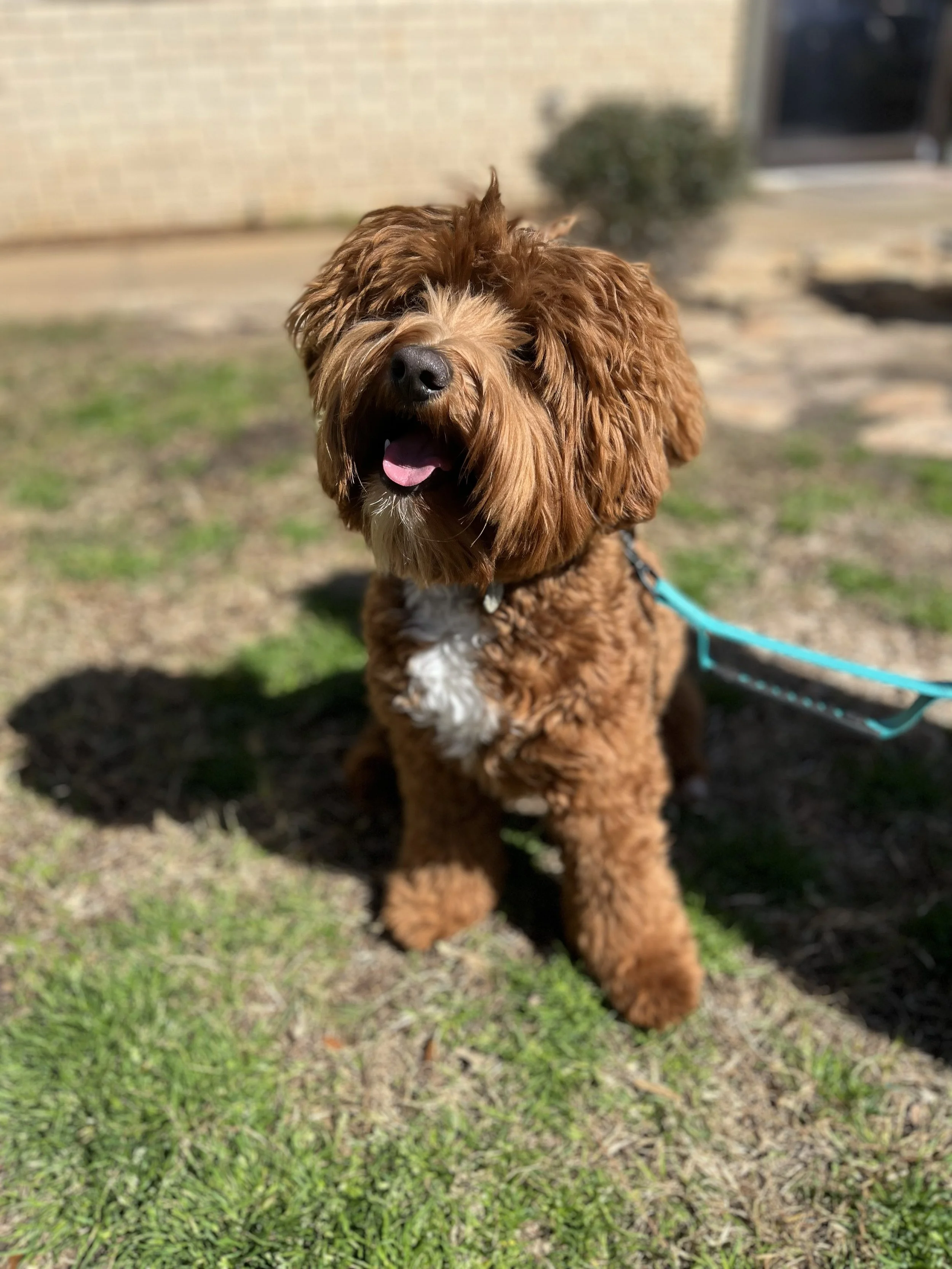 Australian Labradoodle Puppies Brown