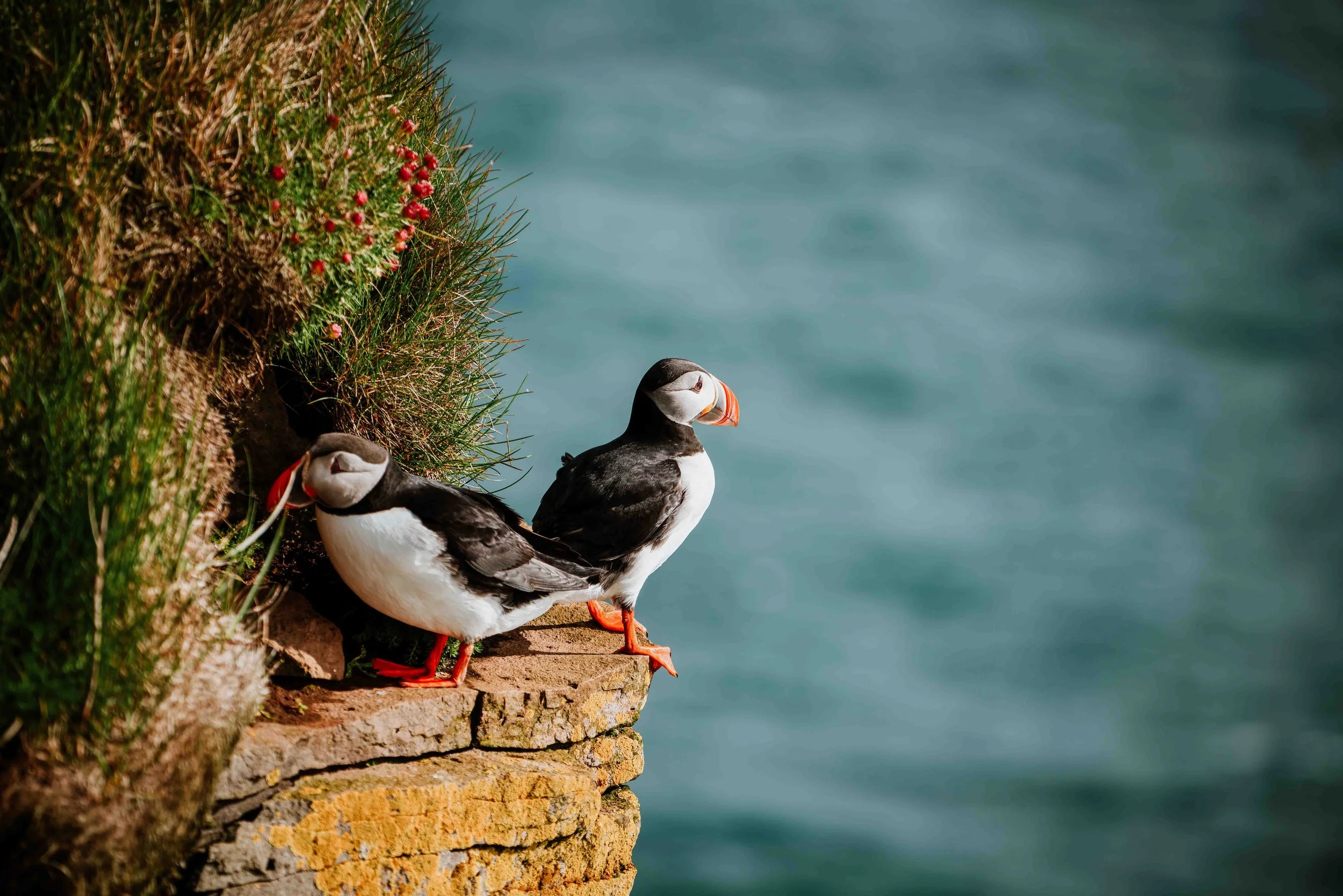 Ireland in Spring : A Travel Guide for the Best Things to do in Ireland ...