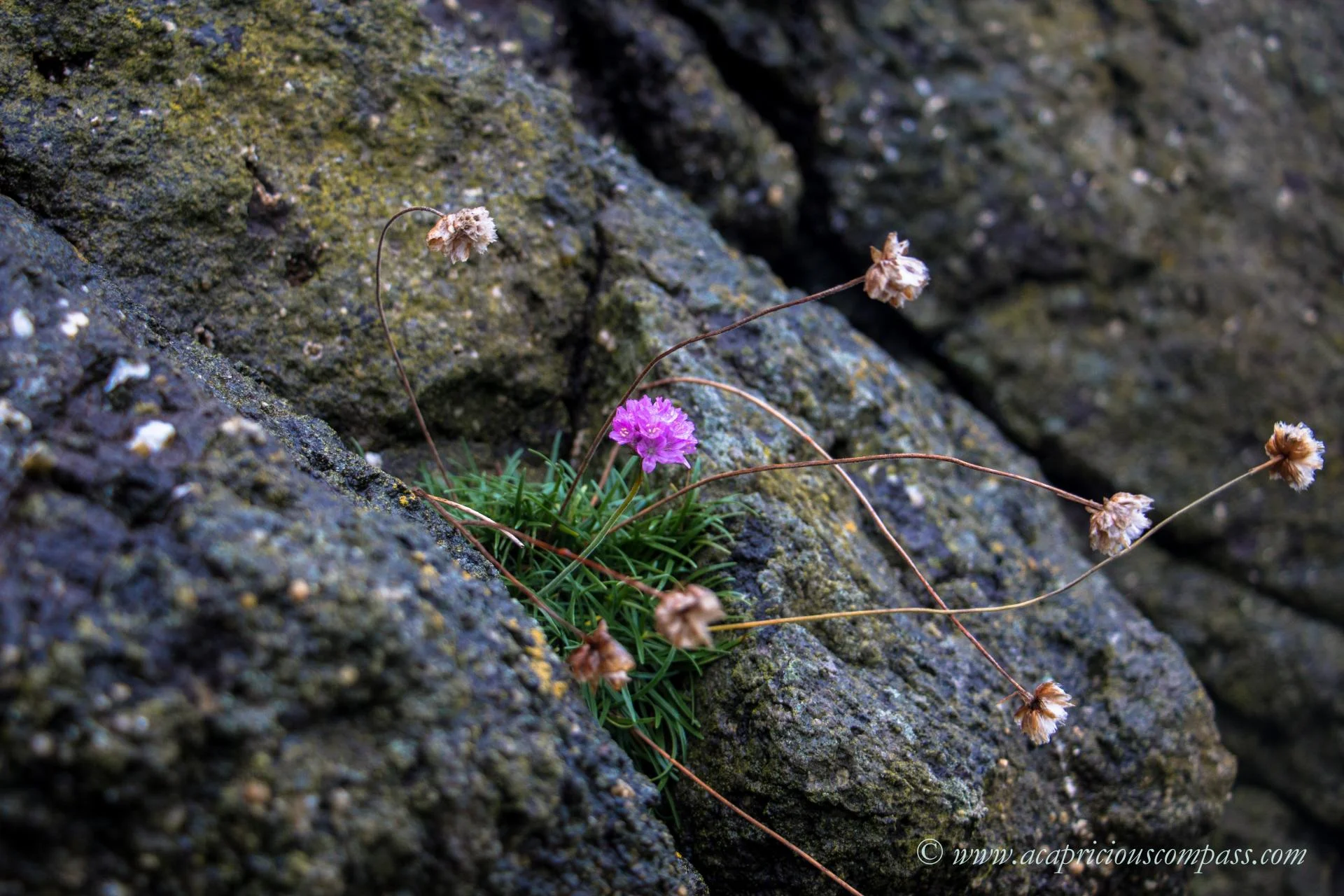 Gobbins Cliff Walk | Cliffs, Seawaves & Gulls — Continent Hop