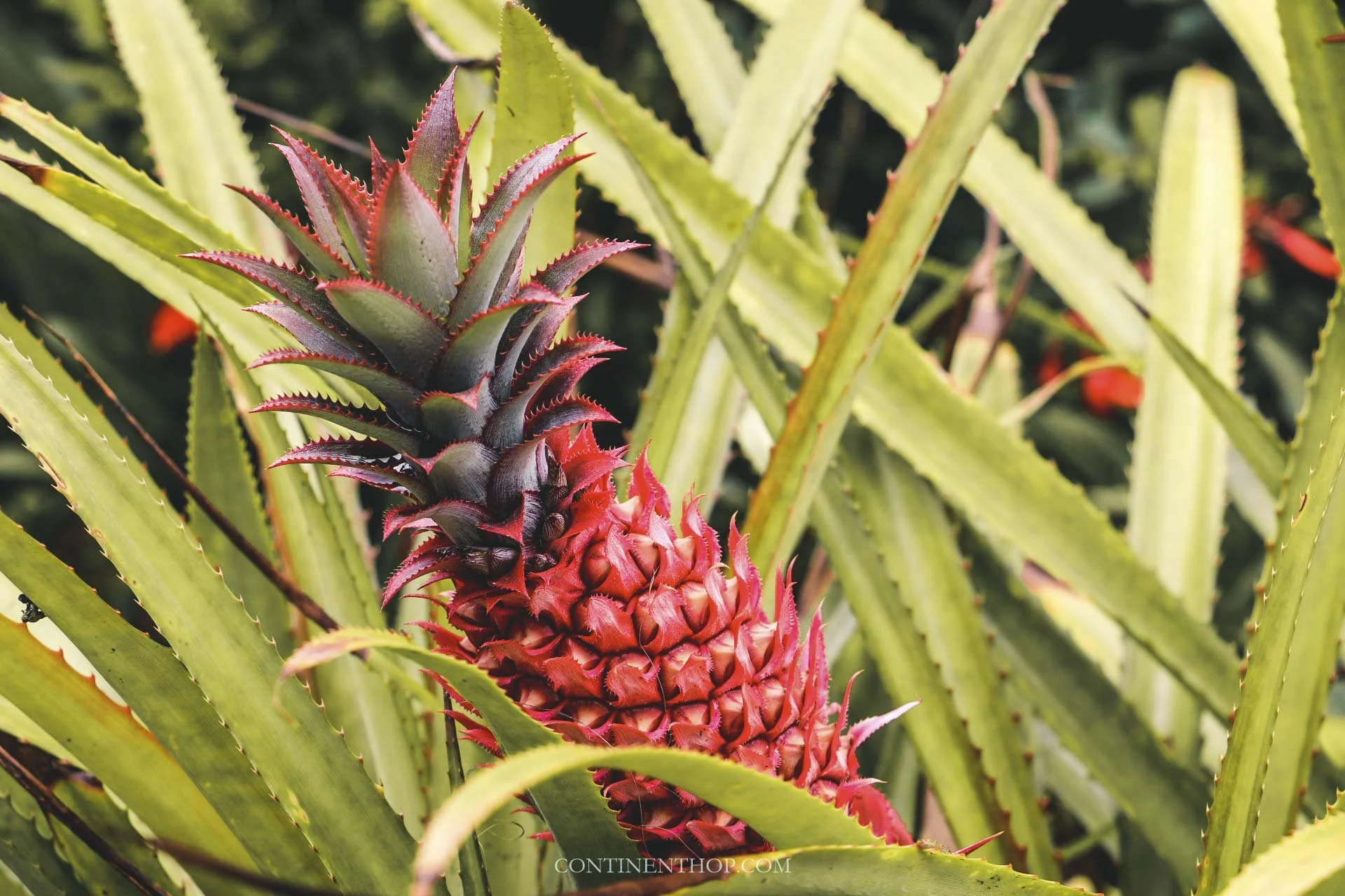 Mauritius in March | Exciting Things to do for Less and Info ...