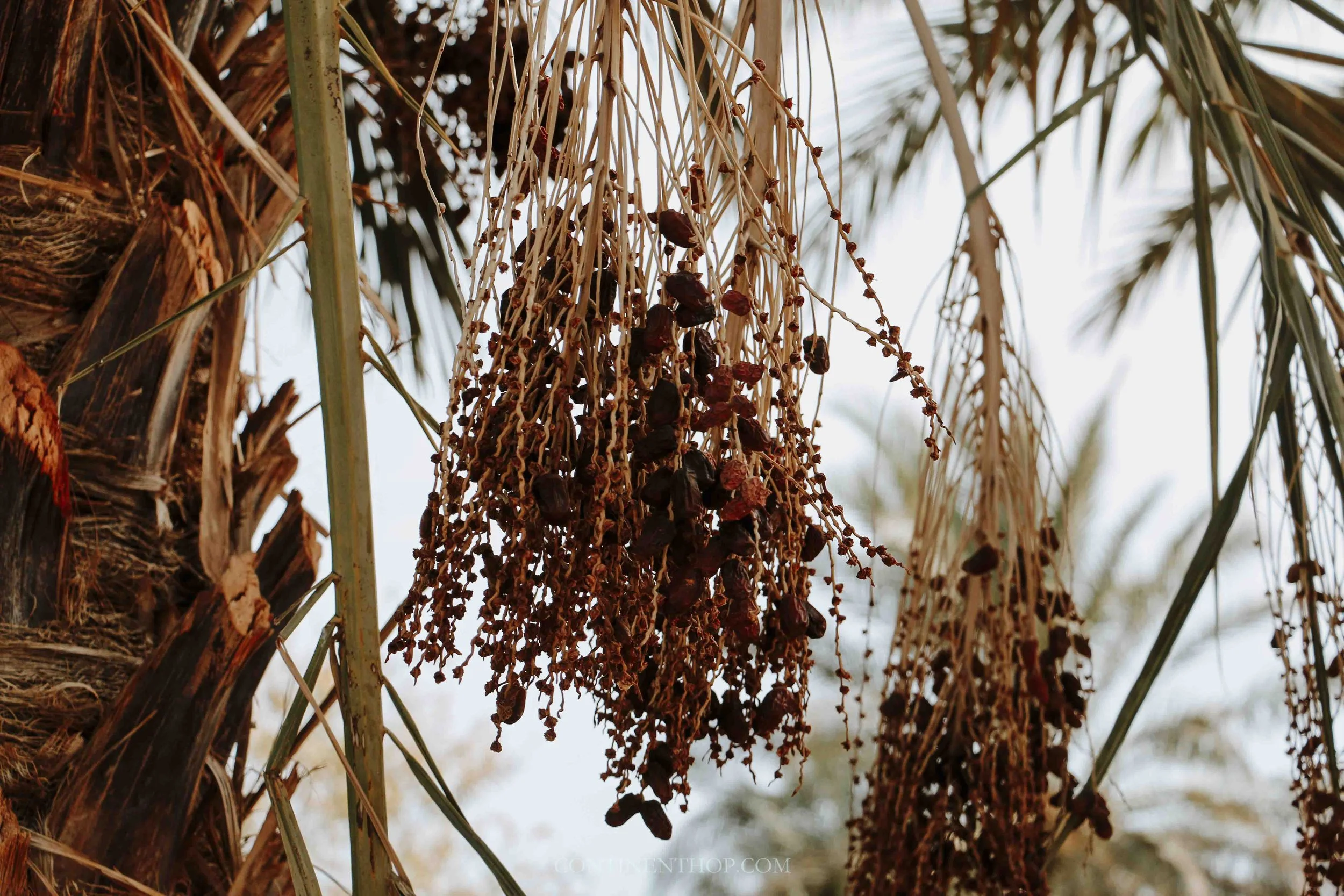 Itinerary for Morocco - 7 days | Pit-stops at Kasbahs — Continent Hop