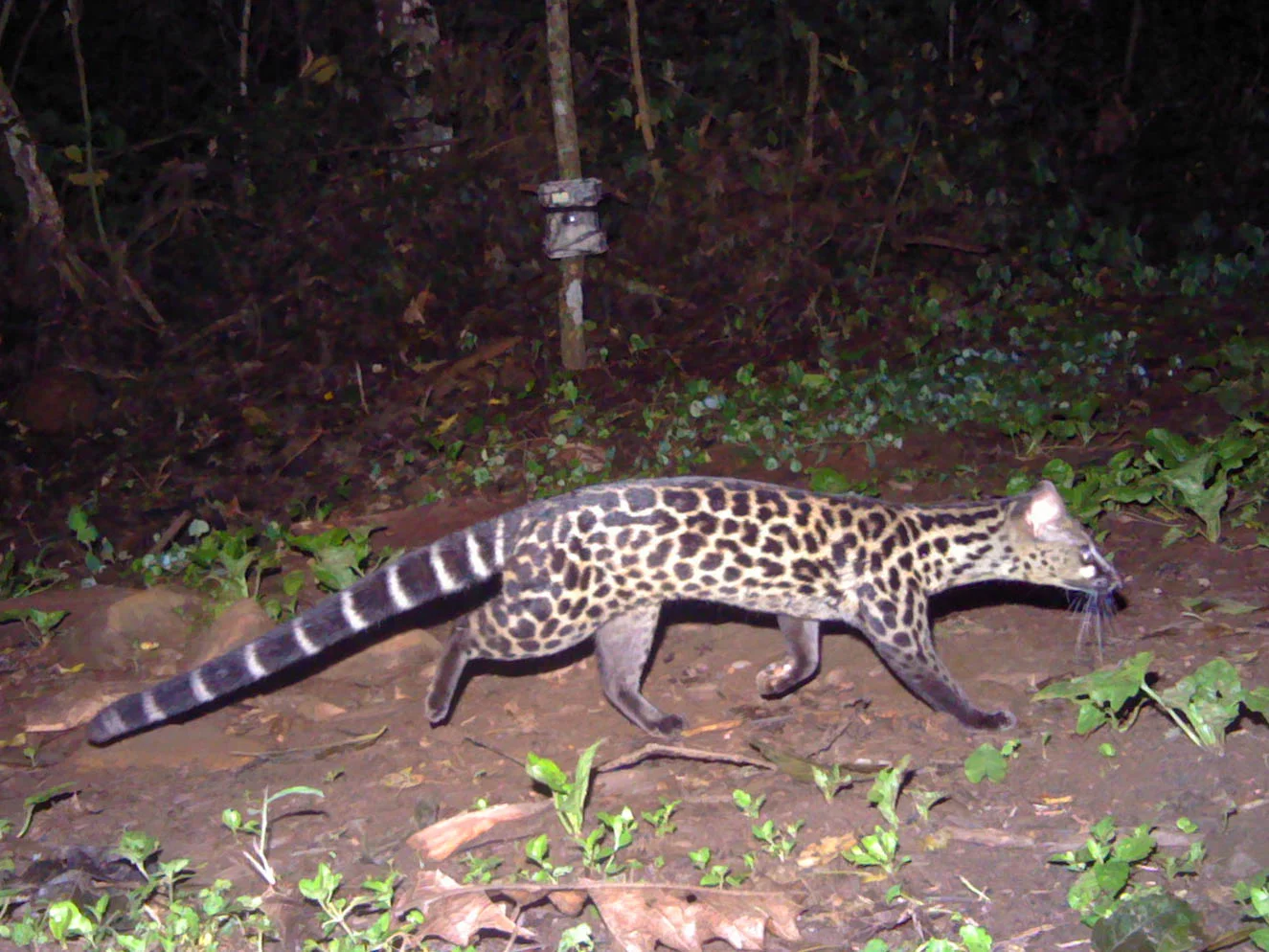 Kibale's small carnivores — David Robert Mills