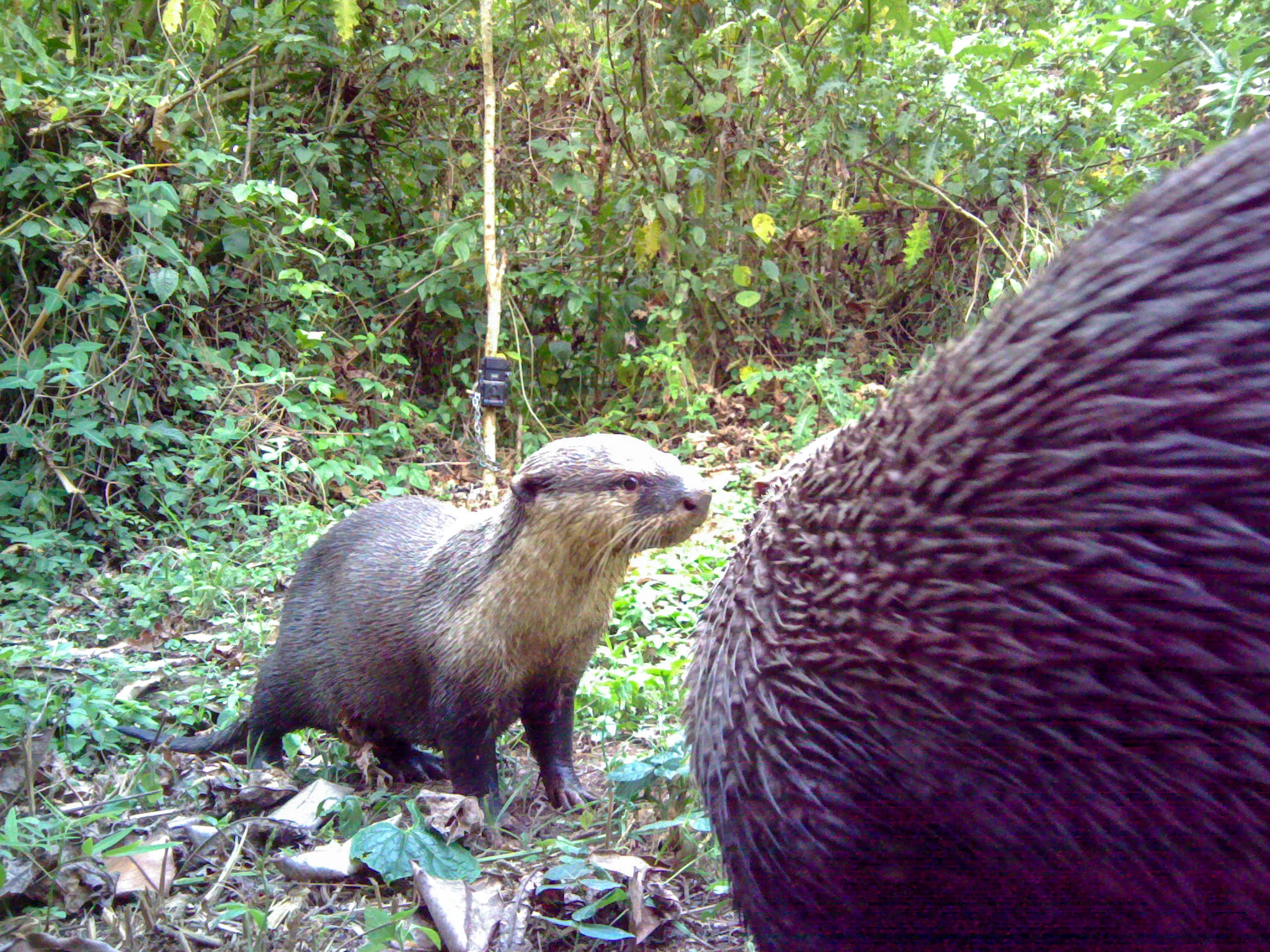 Kibale's small carnivores — David Robert Mills