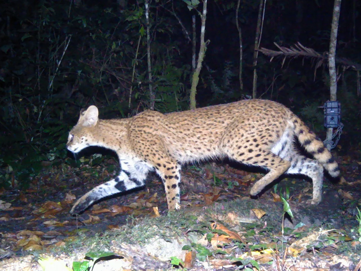 Kibale's small carnivores — David Robert Mills