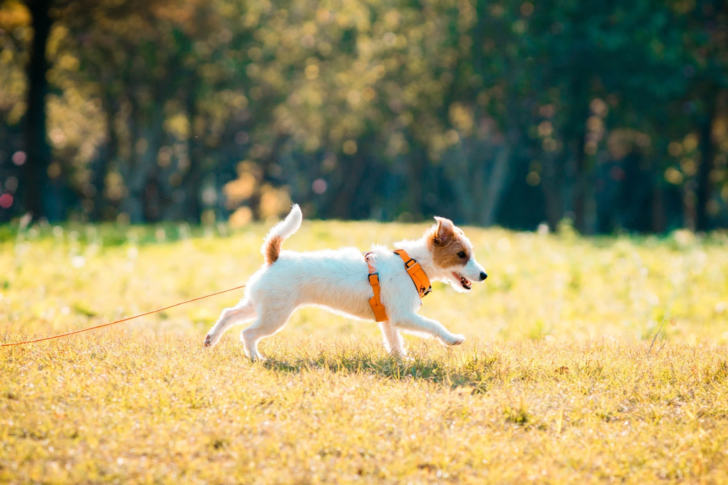Troubleshooting Decompression Walks — Clickstart Dog Training