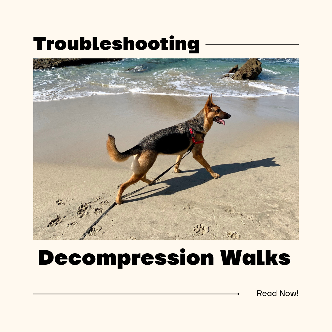 Troubleshooting Decompression Walks — Clickstart Dog Training