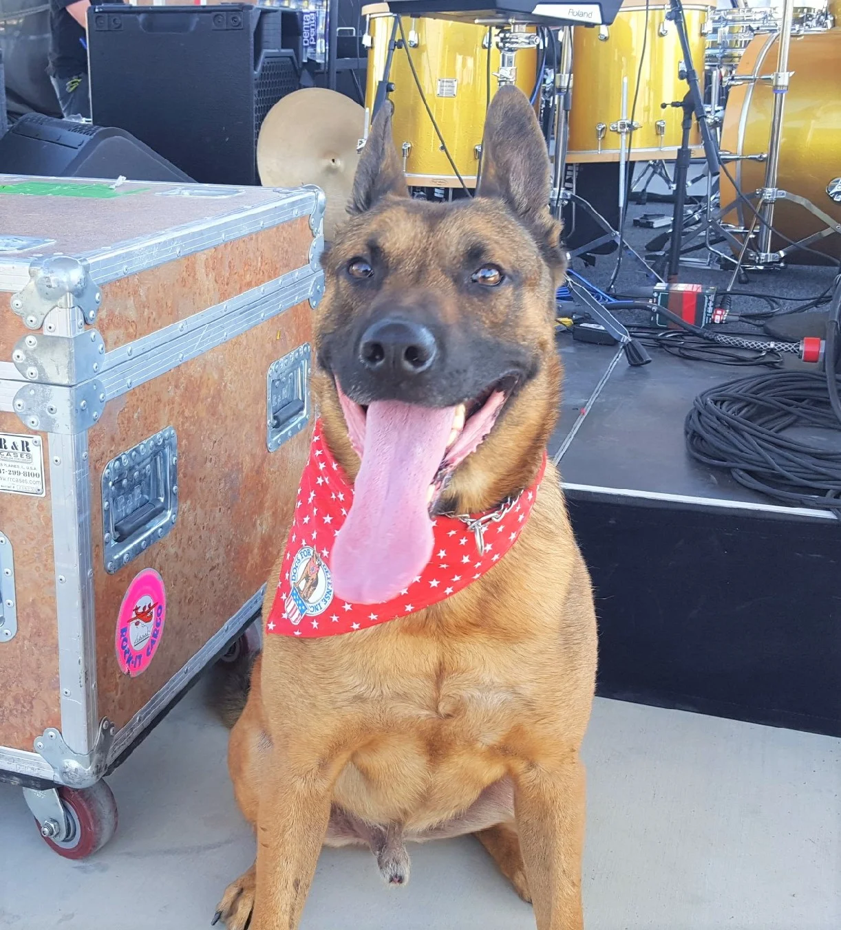 OUR DOGS — Dogs for Defense Inc.