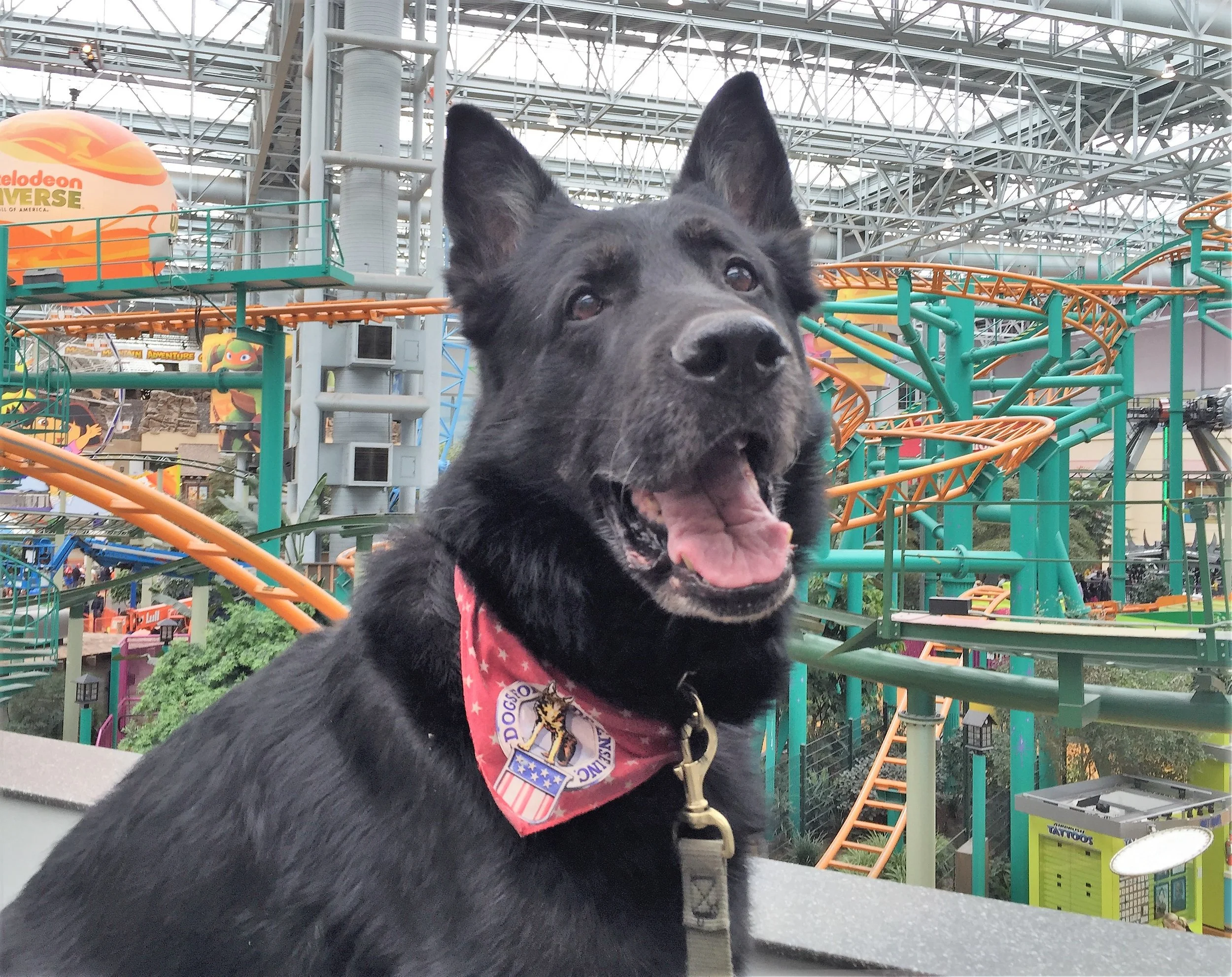 EXPLOSIVE DETECTION — Dogs for Defense Inc.