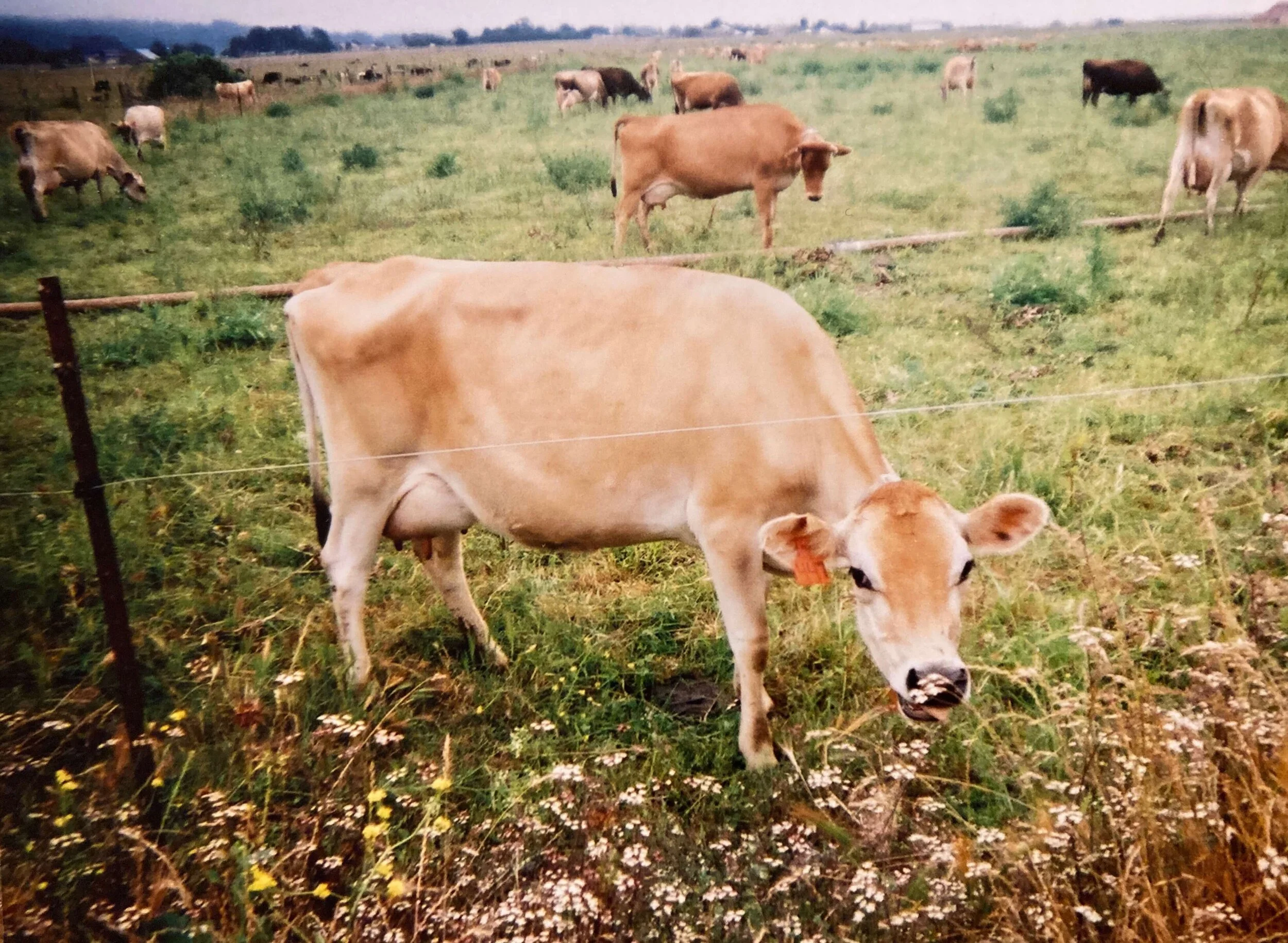 About - Western Organic Family Farms — Western Organic Family Farms