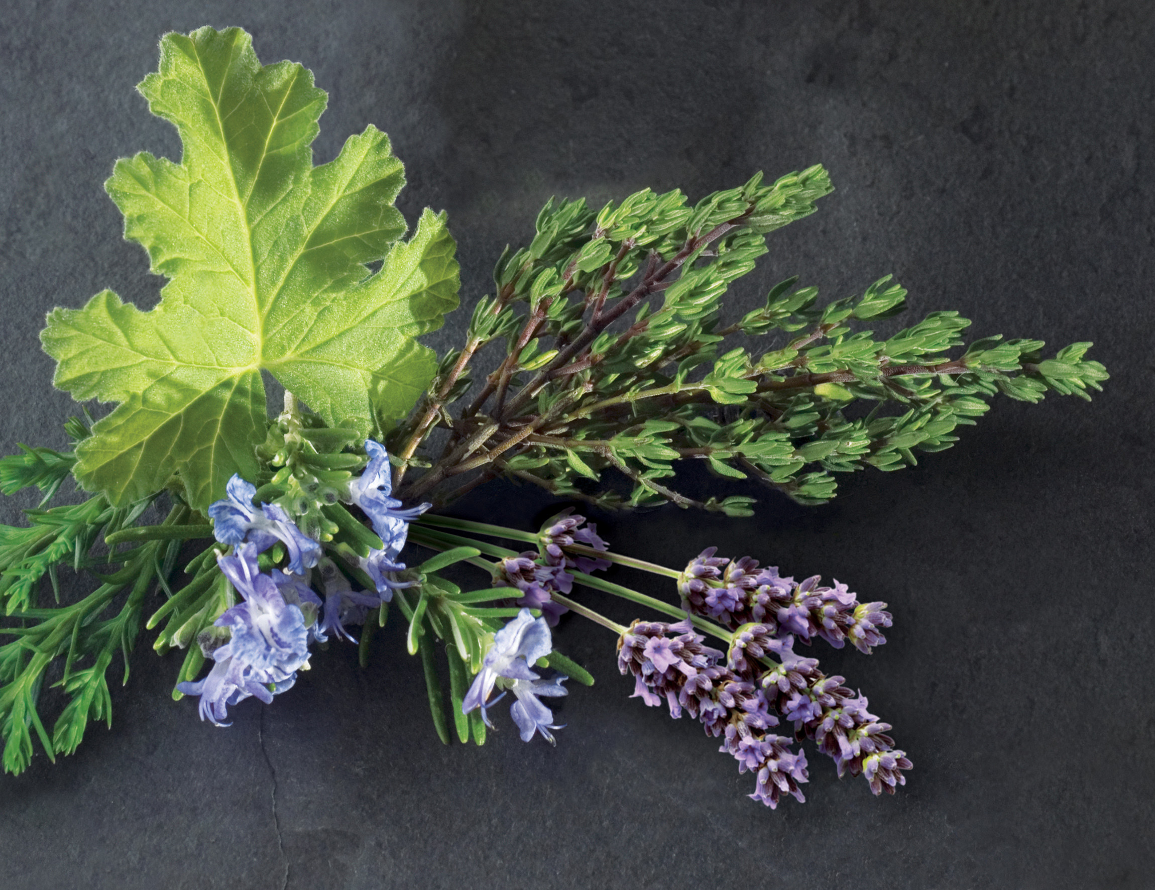 Services — calm studio spa