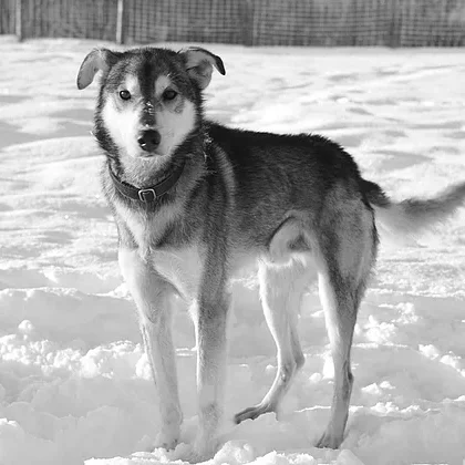 About the Team — AK Sled Dog Tours