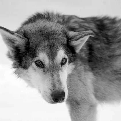 About the Team — AK Sled Dog Tours