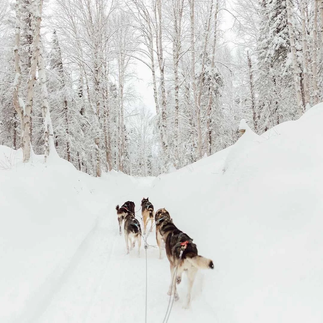 AK Sled Dog Tours
