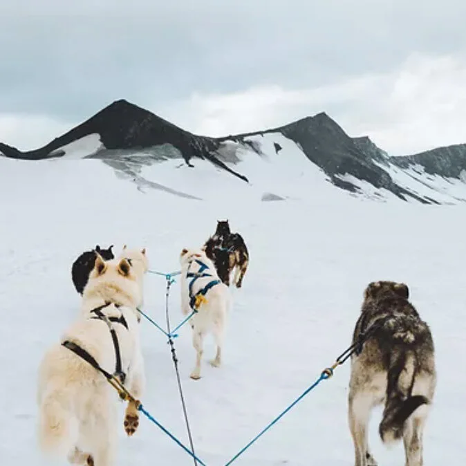 AK Sled Dog Tours