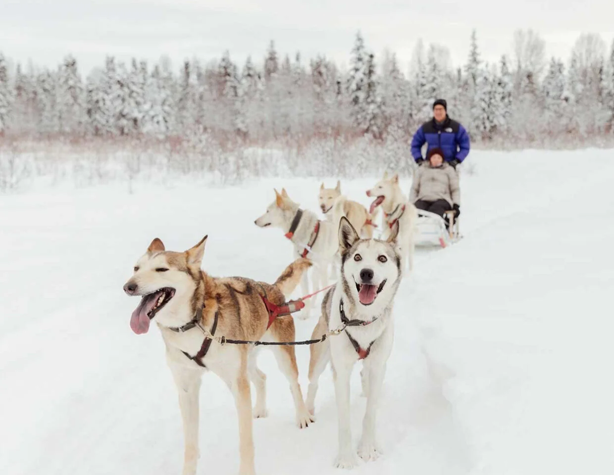 What Is A Musher In Dog Sledding