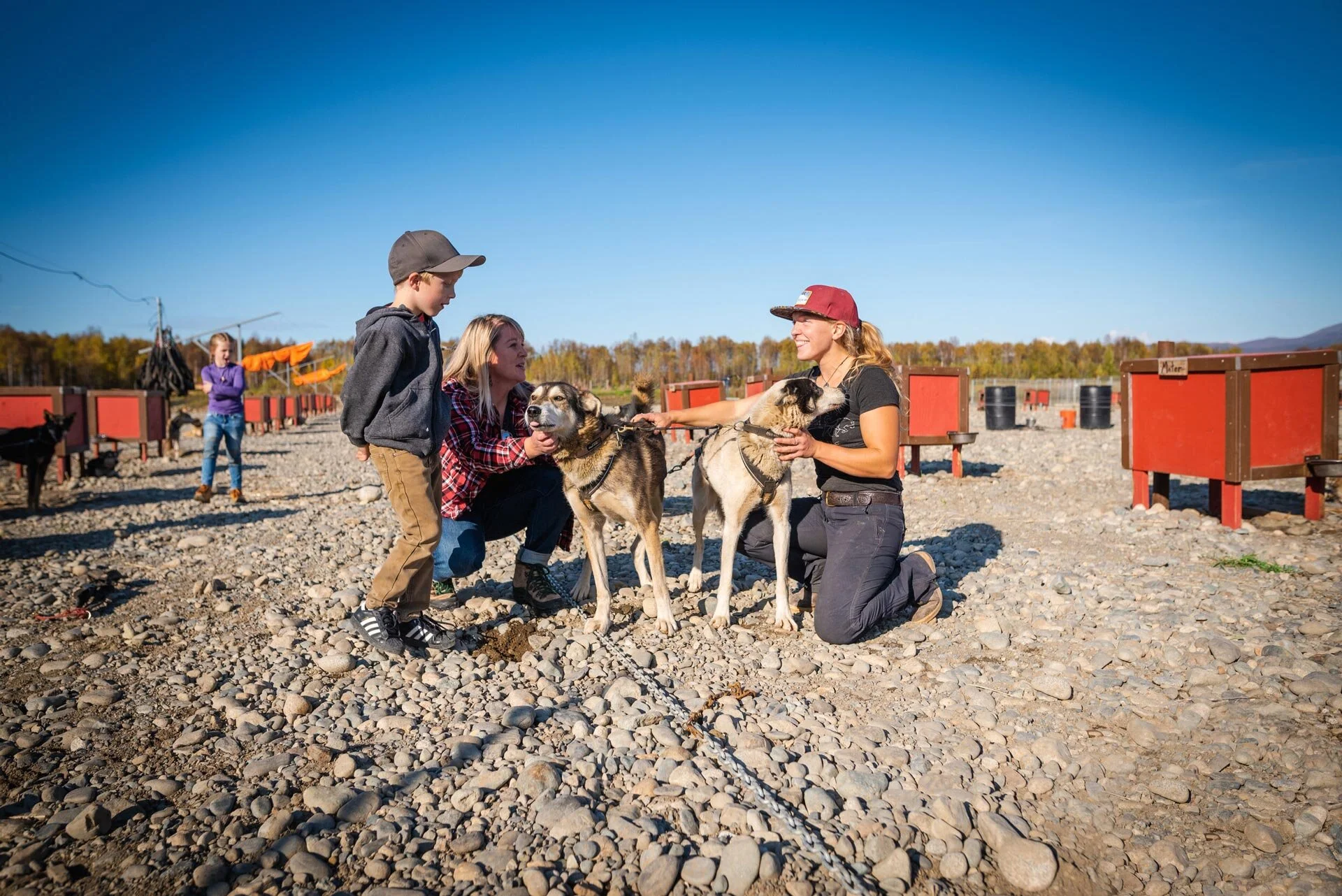 AK Sled Dog Tours