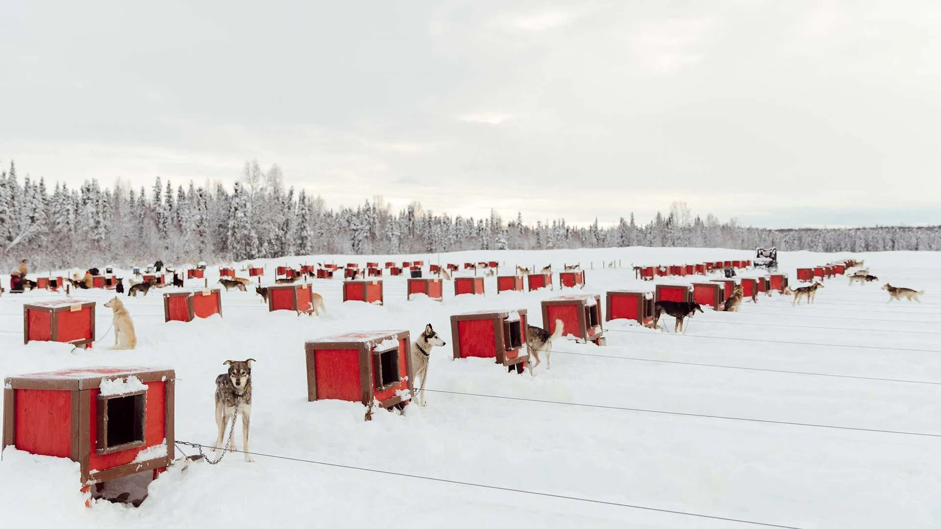 AK Sled Dog Tours