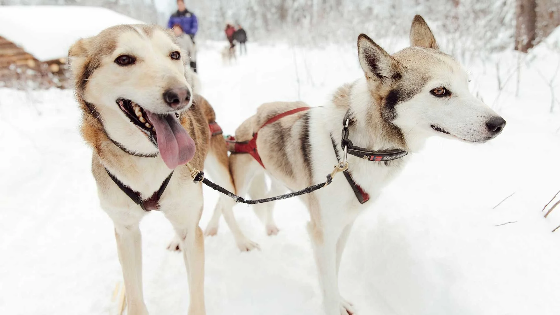 AK Sled Dog Tours