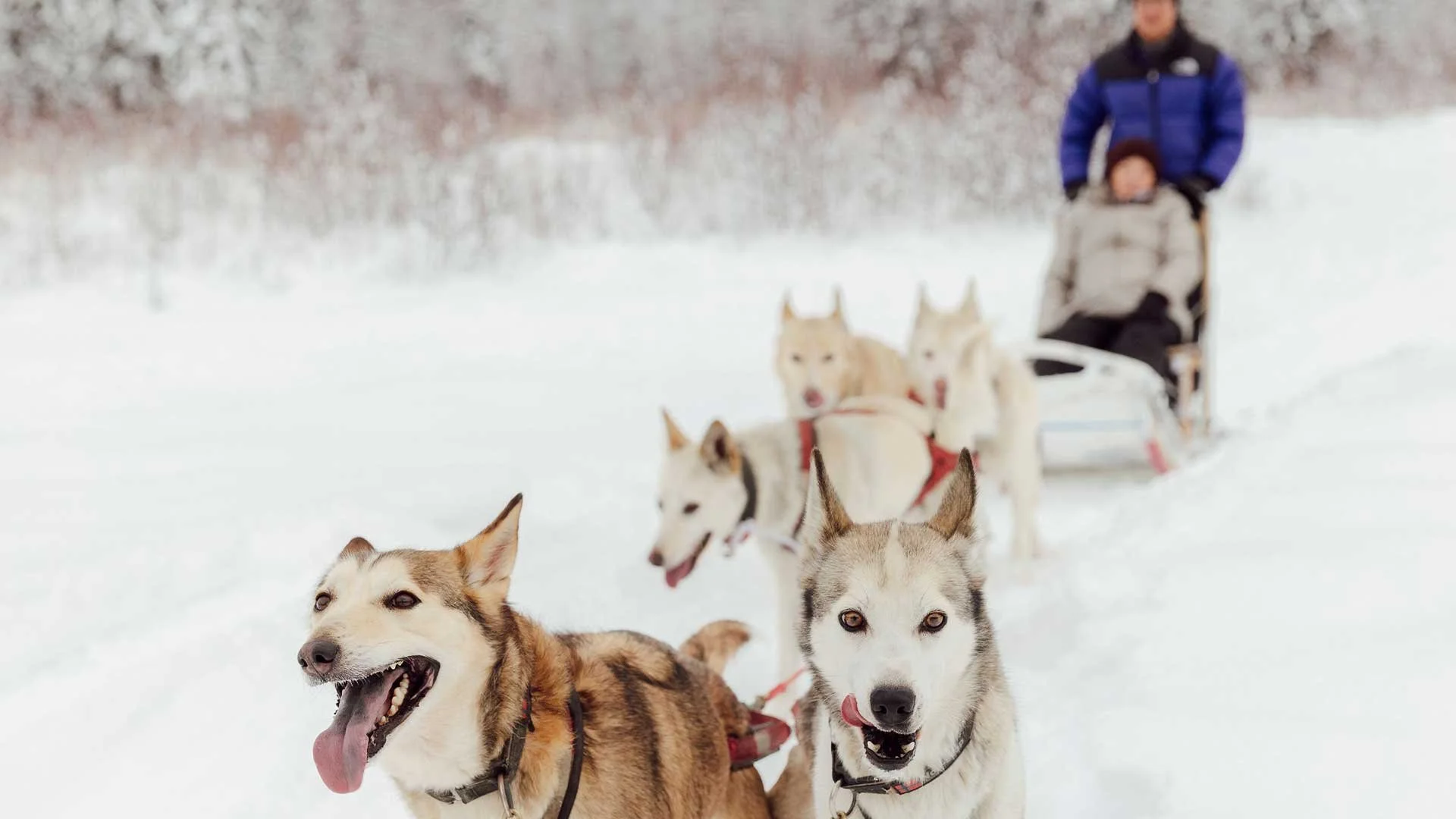 AK Sled Dog Tours