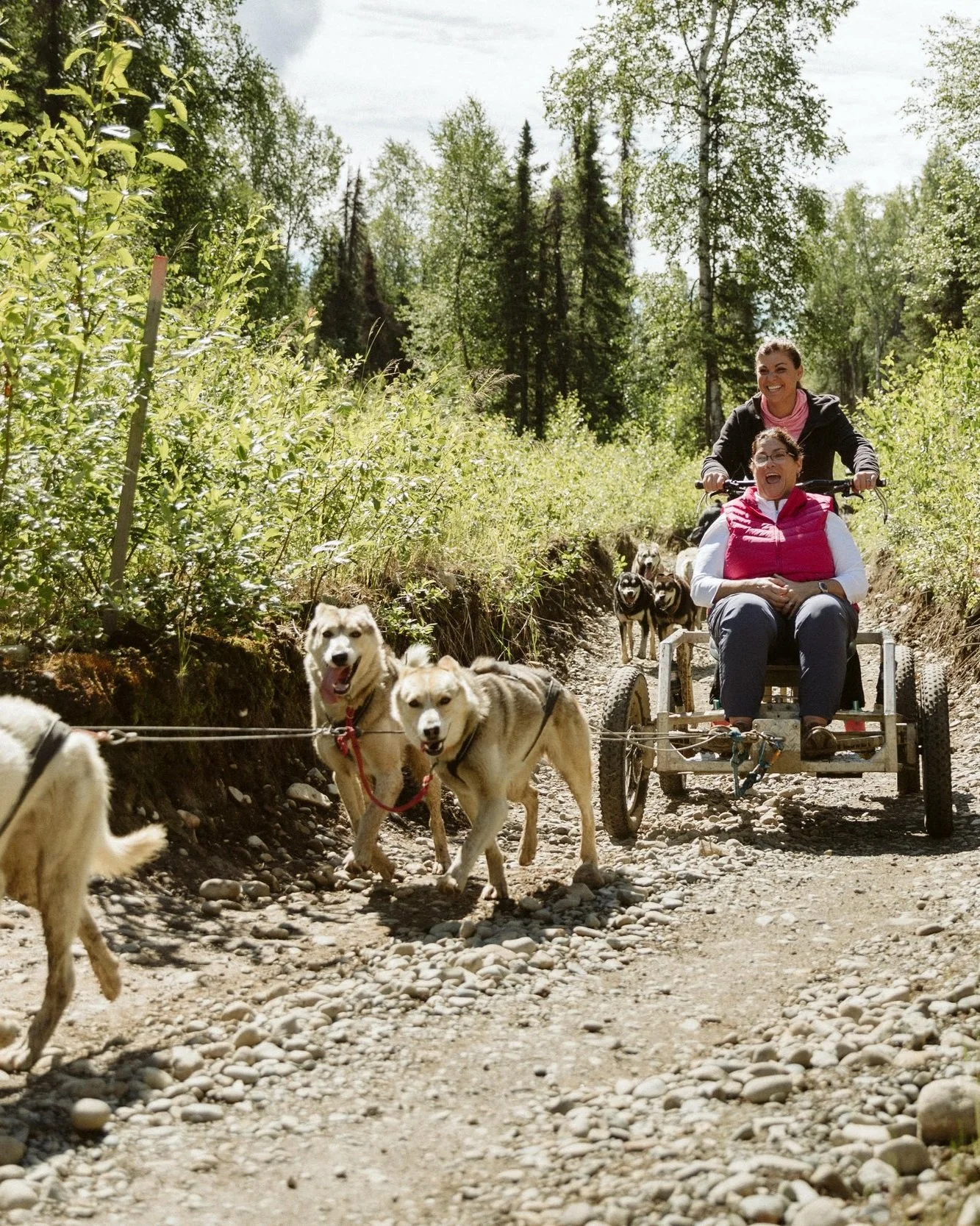 AK Sled Dog Tours