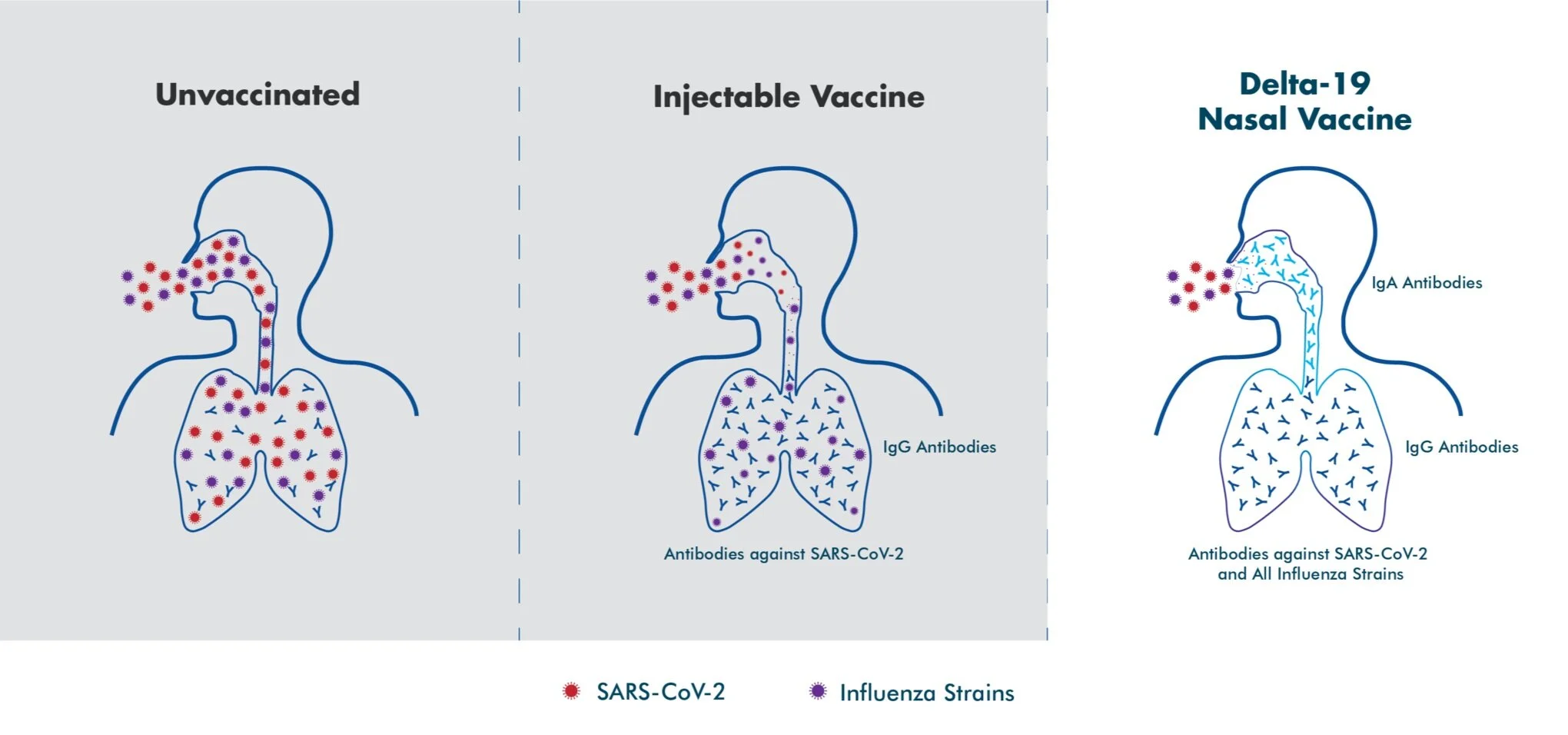 Delta-19, a SARS-CoV-2 (Covid-19) & Universal Influenza Combination ...