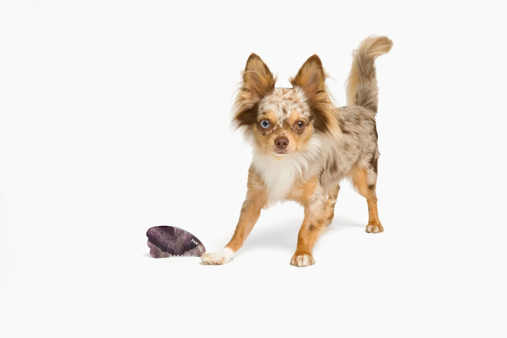 PAW SHA — Balanced Pet Vet