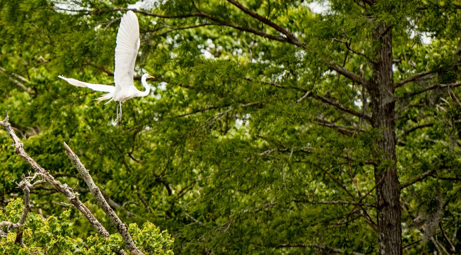 Book Your Tour — Swamp and River Tours